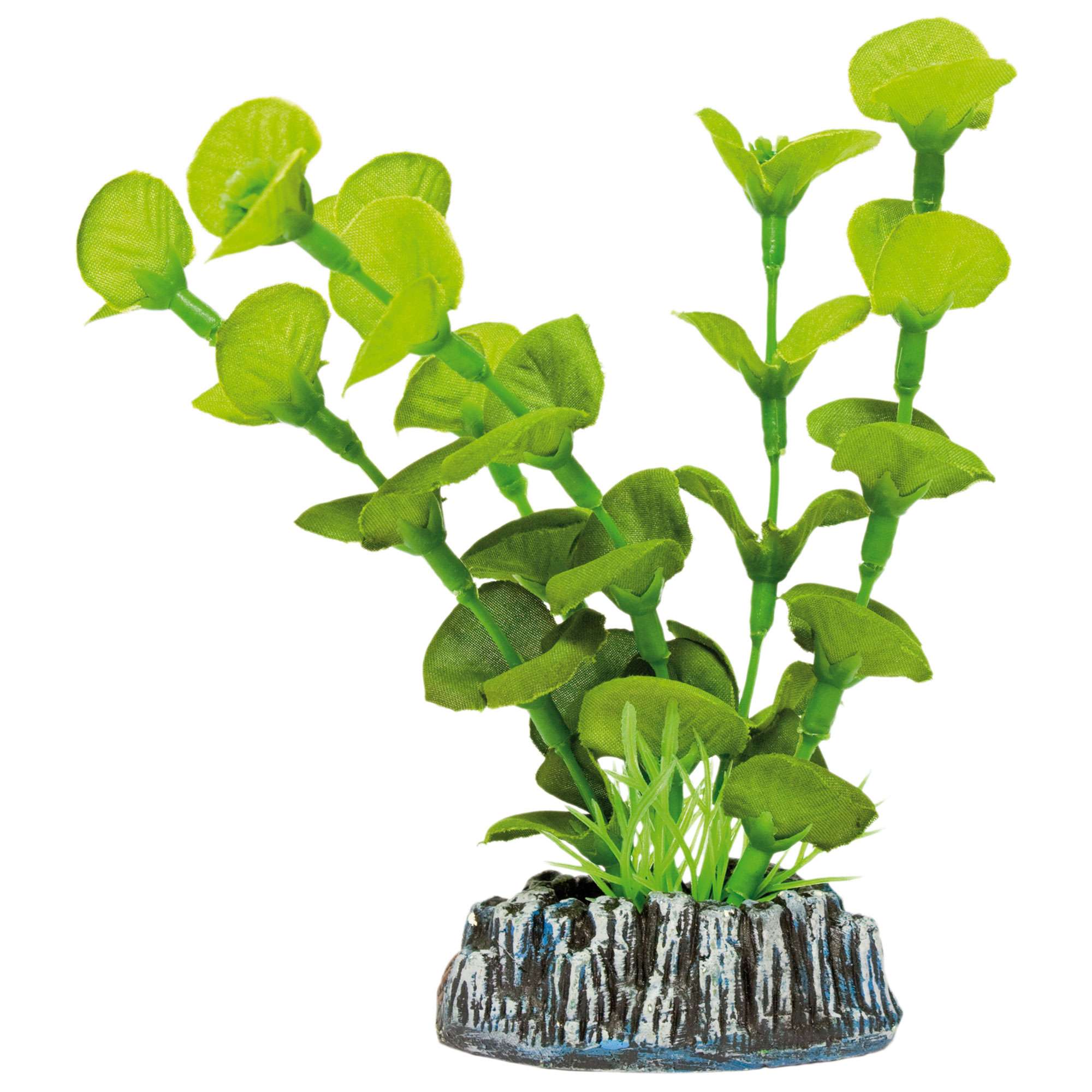Ninfa de AQUATIC PLANTS (SEDA) — ICA S.A.