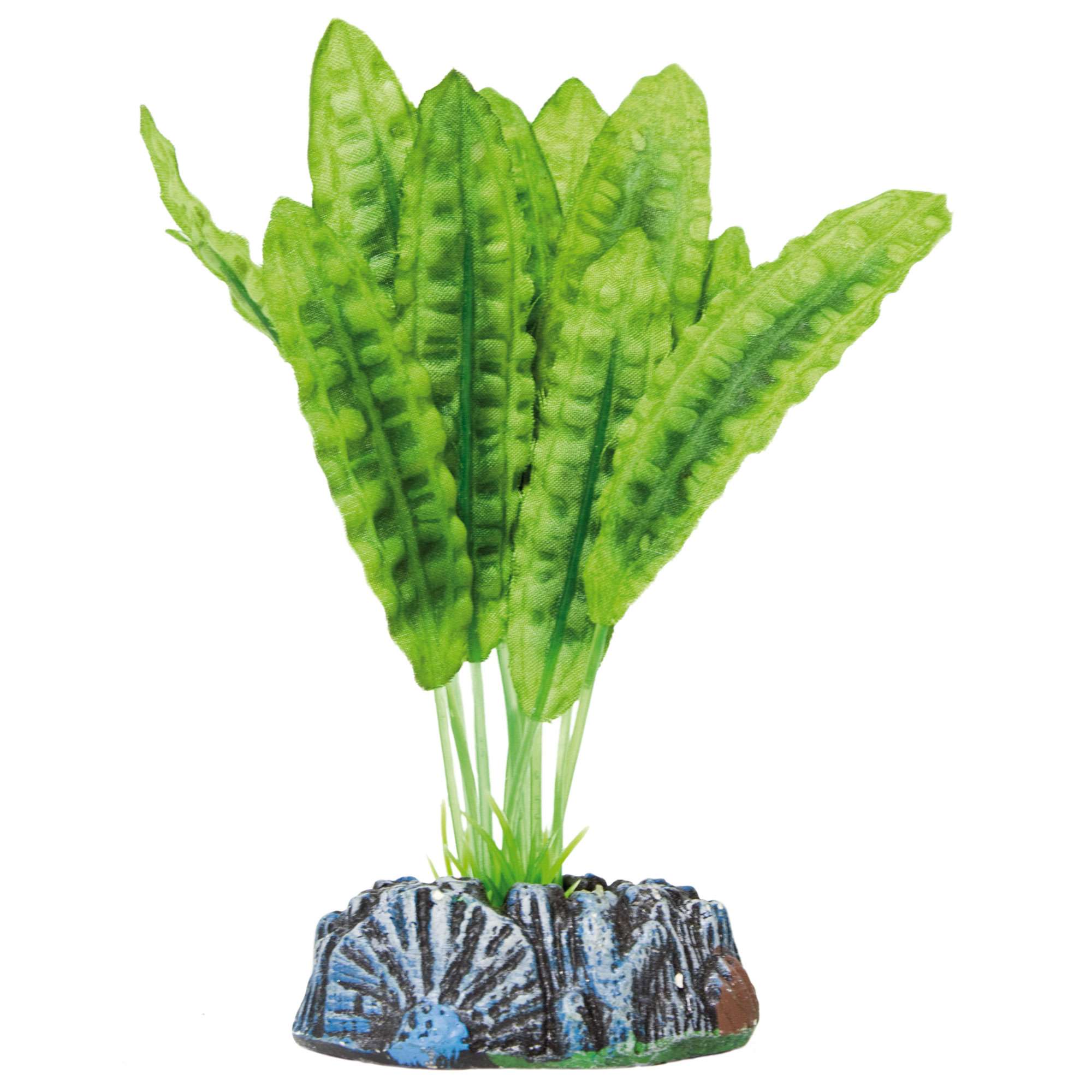 Aponogeton boivinianus de AQUATIC PLANTS (SEDA) — ICA S.A.