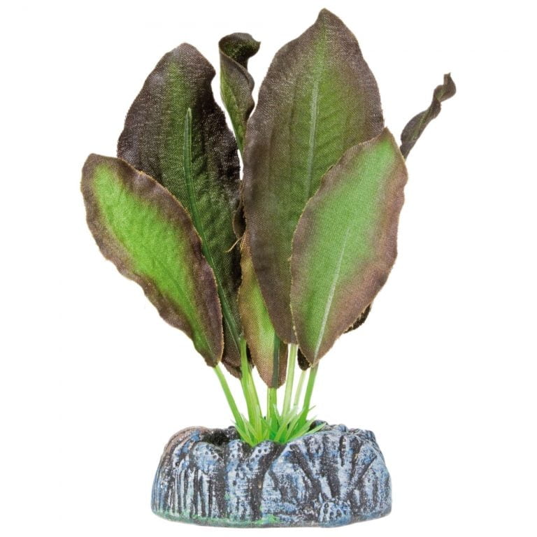 Echinodorus magdalenensis de AQUATIC PLANTS (SEDA) (30.5 cm) — ICA S.A.