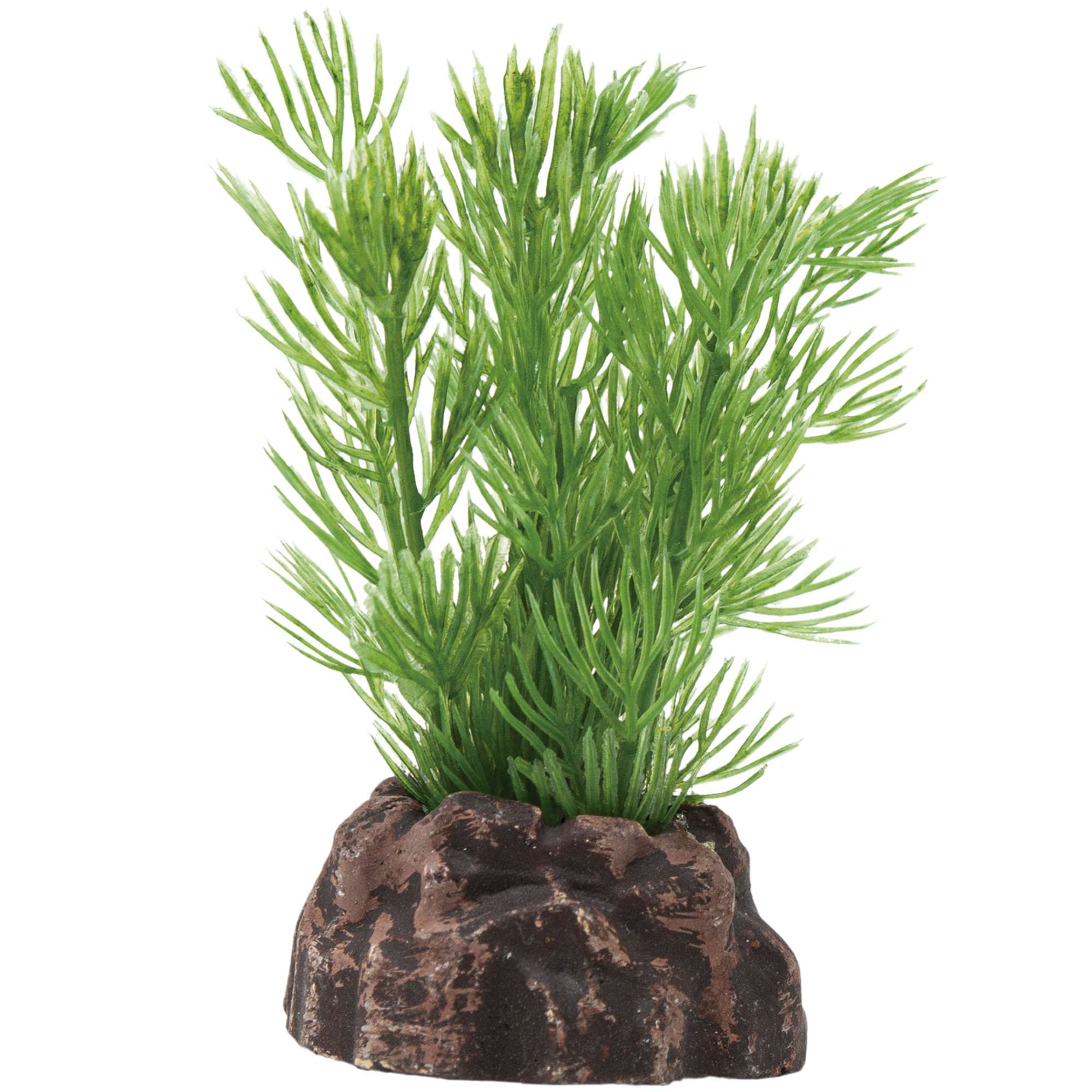 Planta 'MAGIC PLANTS' — ICA S.A.