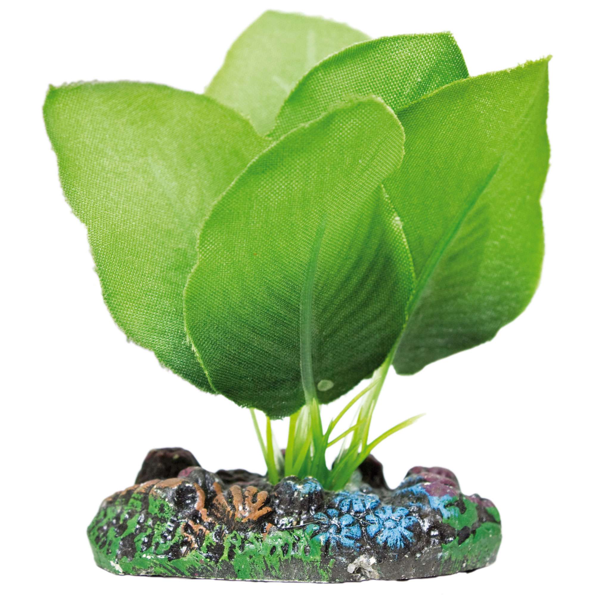 Anubias de AQUATIC PLANTS (SEDA) — ICA S.A.