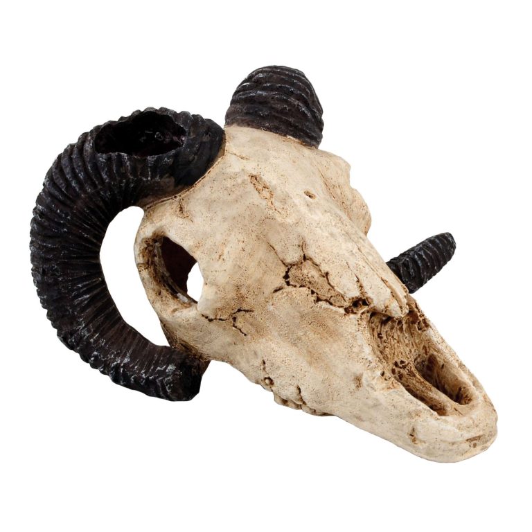 Ornamento cráneo de cordero — ICA S.A.